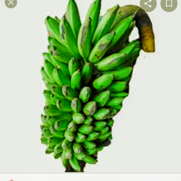 Banana (Matooke) bunch - Jeshurun Ministries Shopping | Flutterwave Store