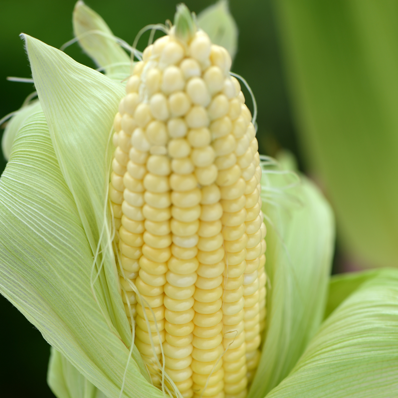 Sweet Corn - Queen's Iwang Farms | Flutterwave Store